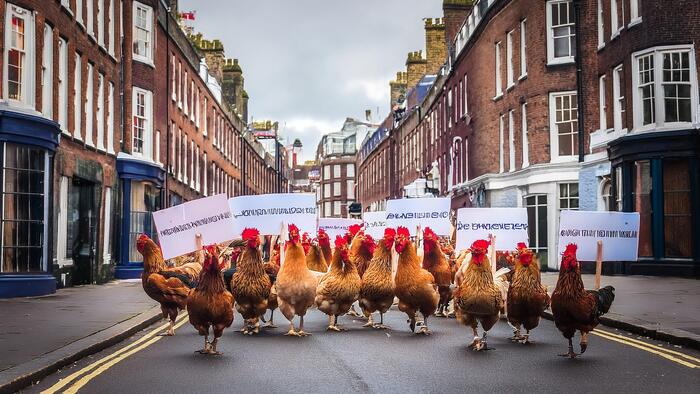 The UK's "Chicken License" Rebellion: The Good Way To Deal With Bad ...