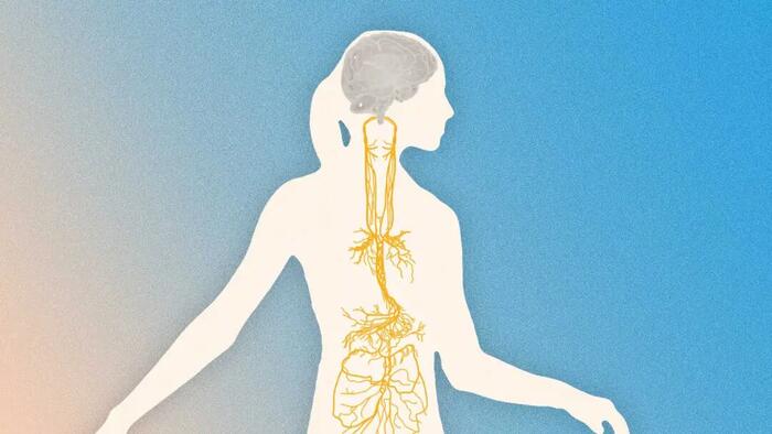 Better Than Ozempic? How To Engage The Vagus Nerve For Weight Loss | The Markets Café